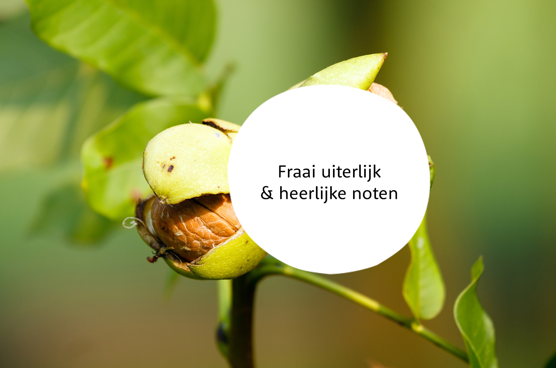 Notenboom