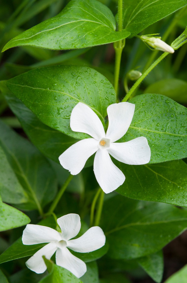 Kleine weißblühendes Immergrün